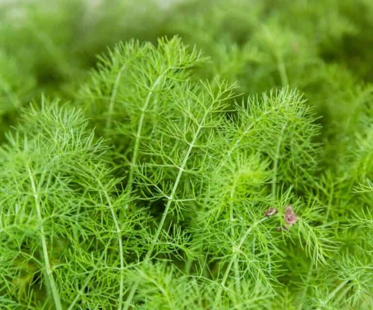 The Best Substitutes For Fennel - Bulb And Seed ( Ultimate Guide ...